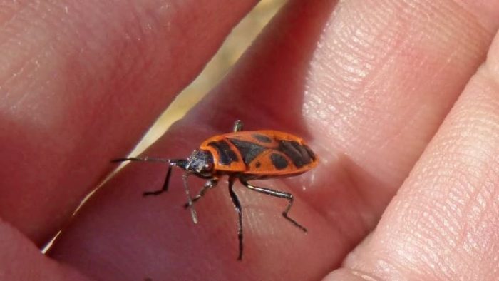 Insecto Zapatero o Chinche Roja ¿Cómo eliminar su plaga?