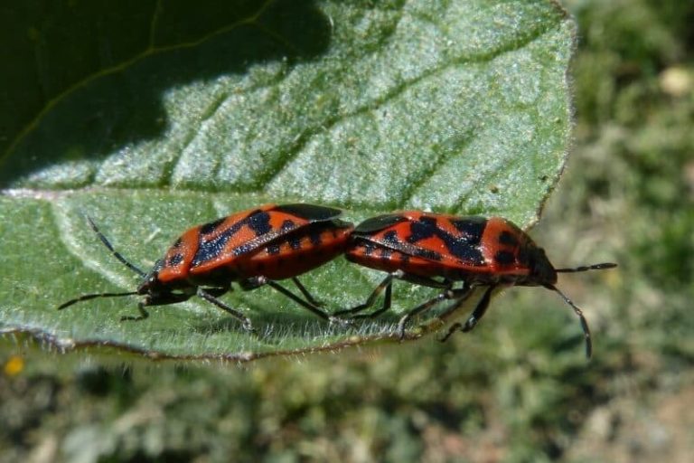 Insecto Zapatero o Chinche Roja ¿Cómo eliminar su plaga?