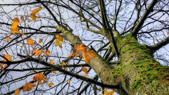 Árboles de hoja caduca | Características y lista de ejemplos