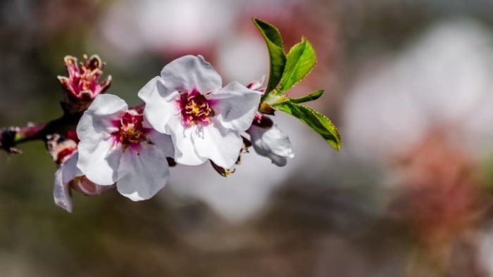 Árboles de hoja caduca | Características y lista de ejemplos