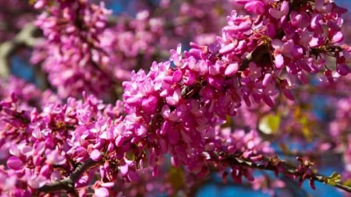 Árboles de hoja caduca | Características y lista de ejemplos