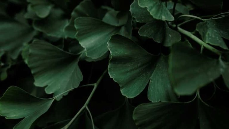 Árboles de hoja caduca | Características y lista de ejemplos
