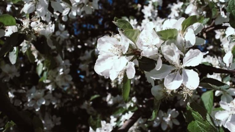 Árboles de hoja caduca | Características y lista de ejemplos