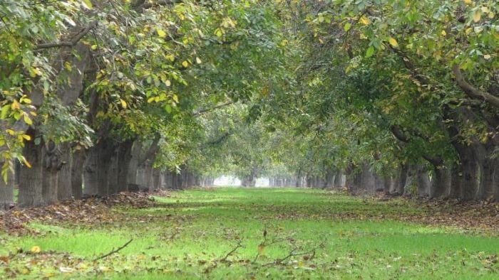 Árboles de hoja caduca | Características y lista de ejemplos