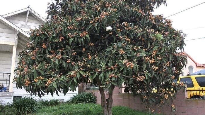 Los 10 mejores árboles pequeños para plantar en un Jardín