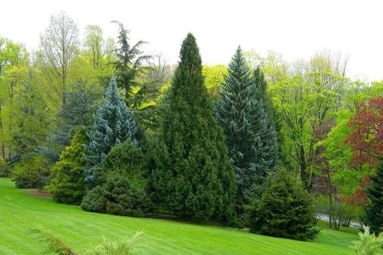 Los 10 mejores árboles pequeños para plantar en un Jardín