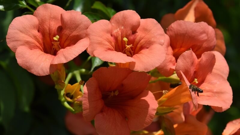 Bignonia | Características de esta planta decorativa