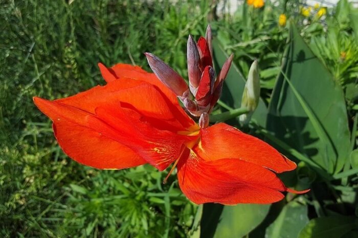 Canna Indica ¿Cómo cuidar la caña de las indias correctamente?