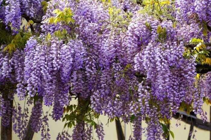 Glicinia o Wisteria ¿Cómo cuidar esta planta trepadora?