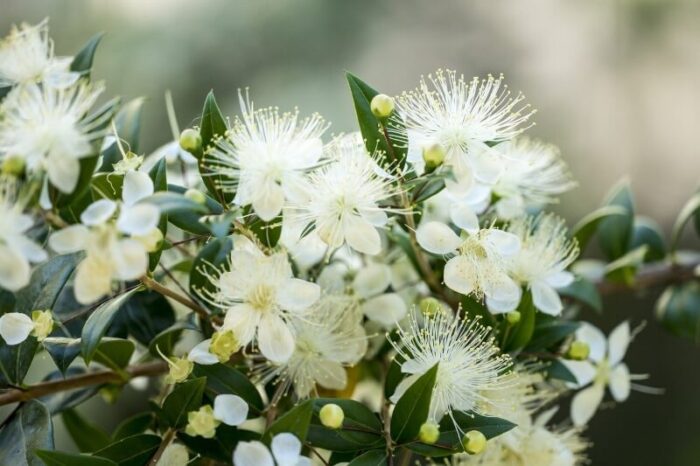 Mirto o Myrtus communis | Los cuidados de esta planta