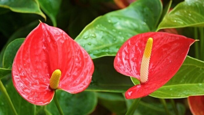 Top 15 Plantas de Exterior que florecen todo el año